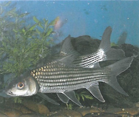 ชนิดปลาที่นิยมเลี้ยง - กระชัง ปลา-กบ