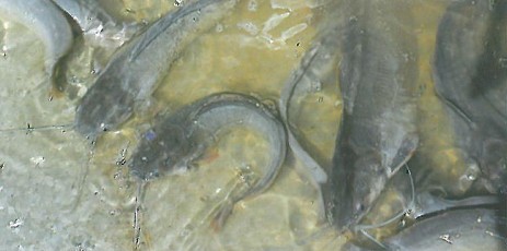 ชนิดปลาที่นิยมเลี้ยง ปลาไทย1 - กระชัง ปลา-กบ